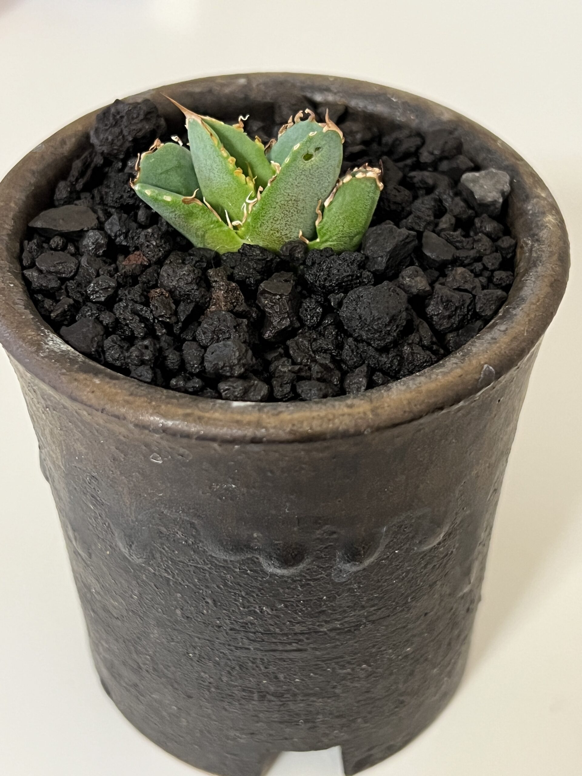 アガベ用のおすすめ鉢 ZUNDO POT | ヌマブログ